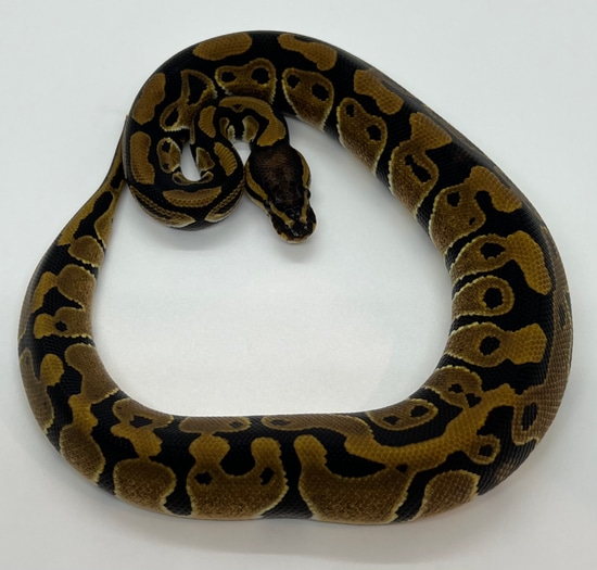 Het Hypo Het Axanthic(TSK) Het Clown Ball Python by GotBallsLLC