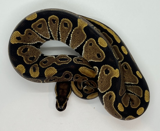 Het Hypo Ball Python by GotBallsLLC