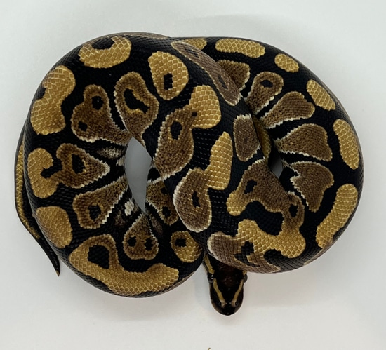 Het Hypo Ball Python by GotBallsLLC