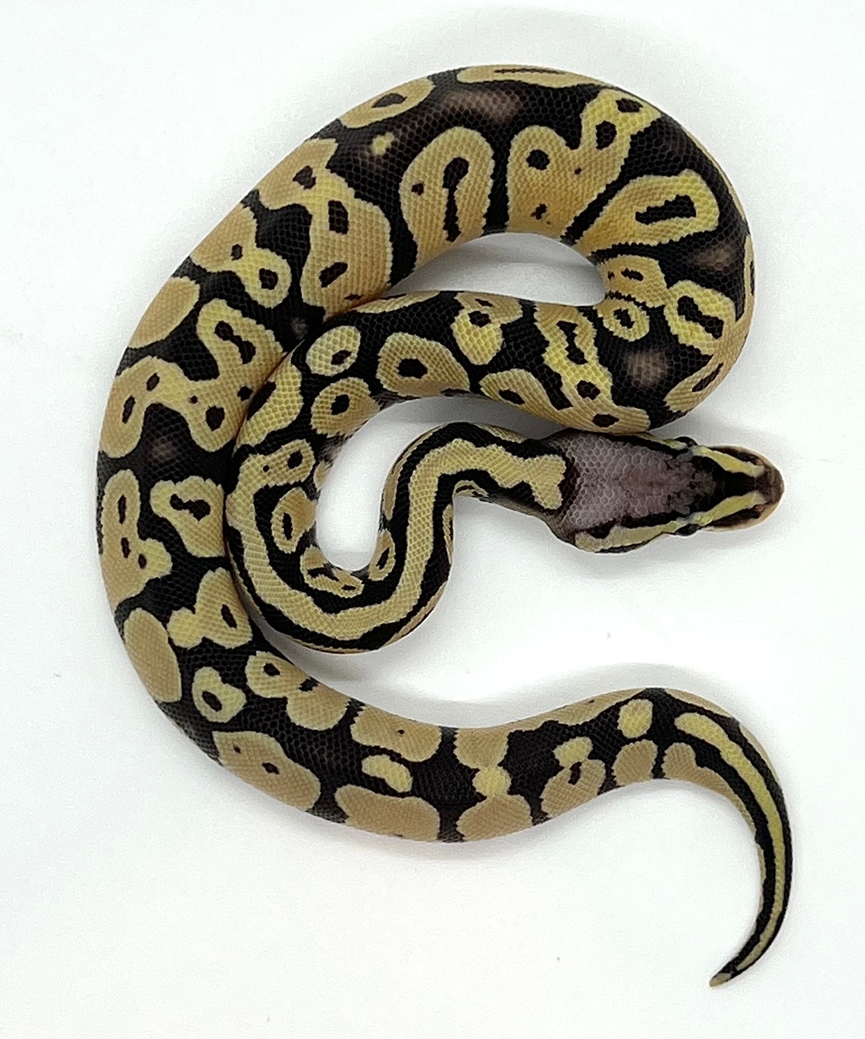 Pastel Sahara Ball Python by GotBallsLLC - MorphMarket