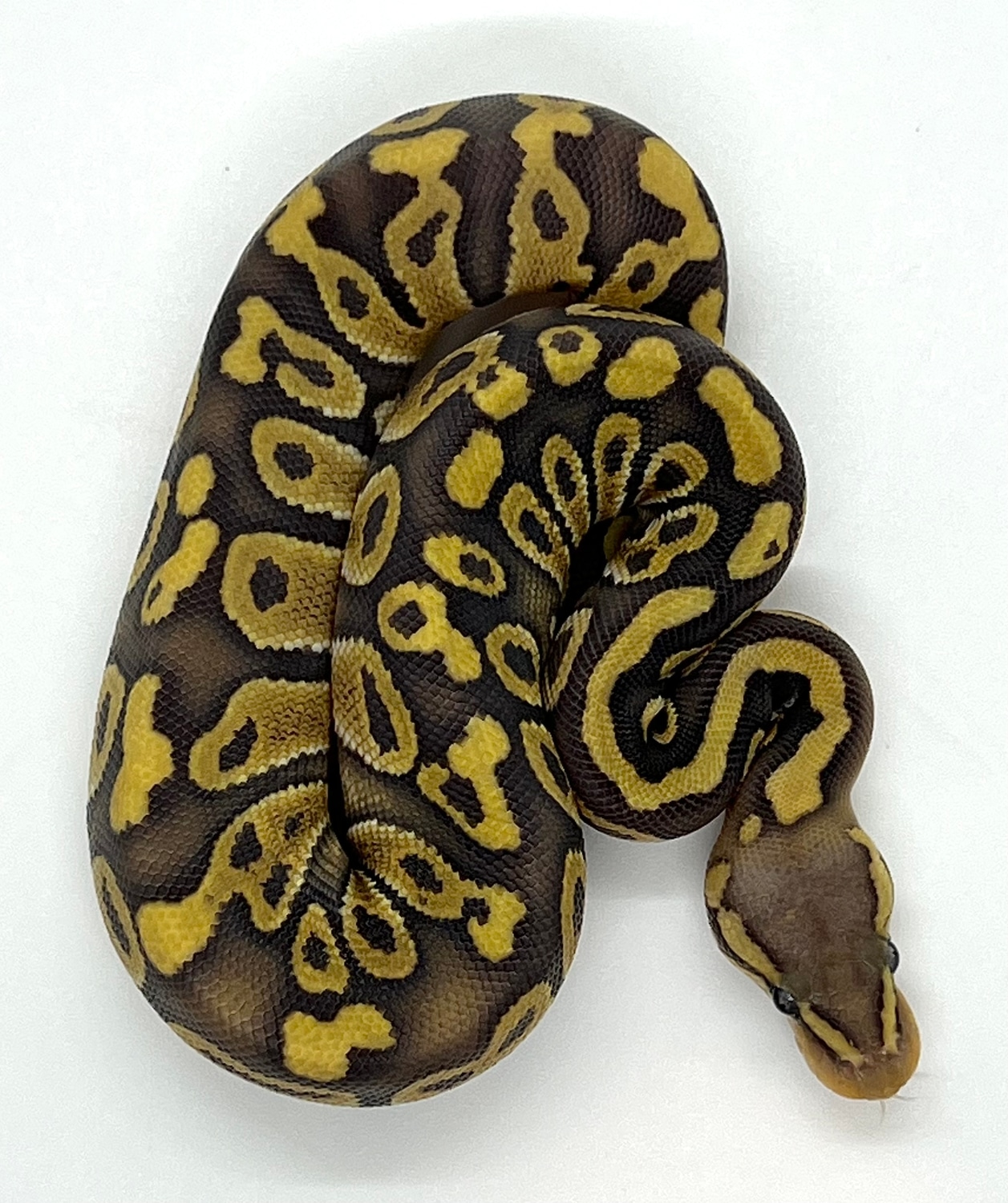 Pastel Chocolate Hypo Het Clown Ball Python by GotBallsLLC - MorphMarket