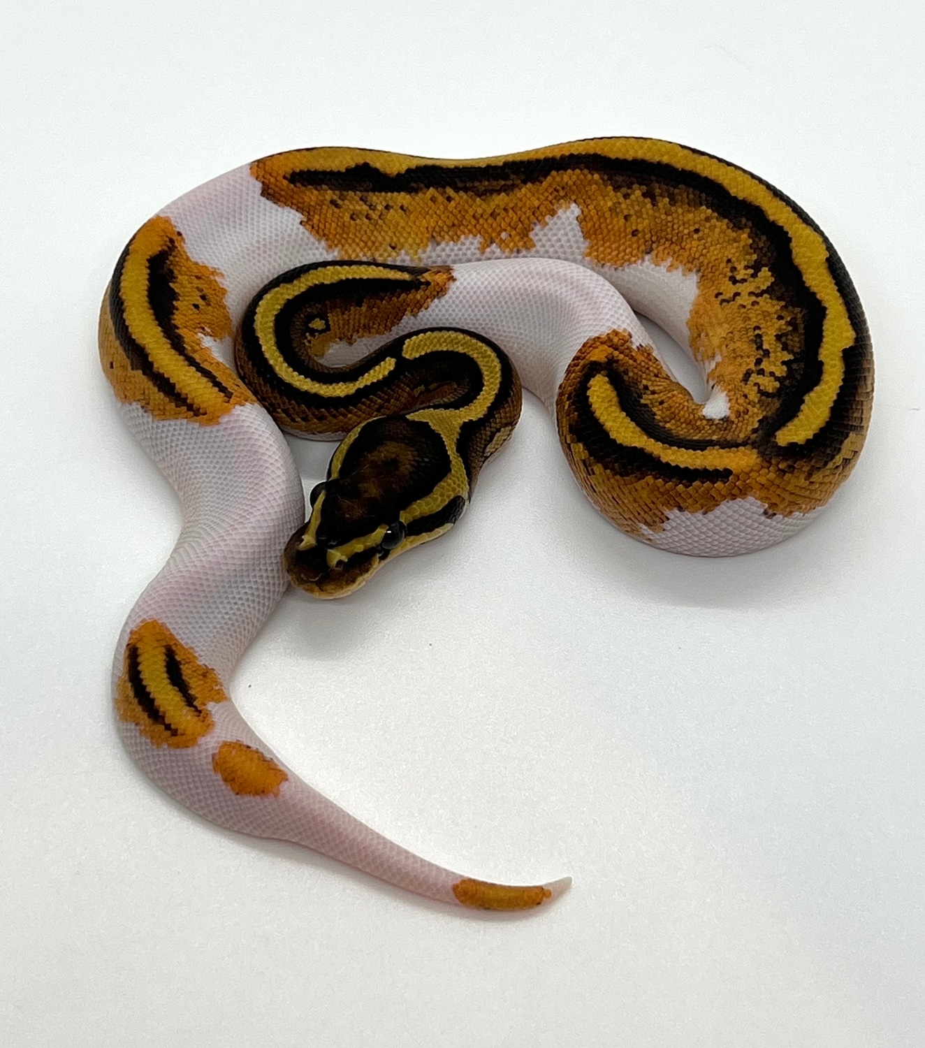 Yellow Belly Pied Het Lavender Albino Ball Python by GotBallsLLC ...