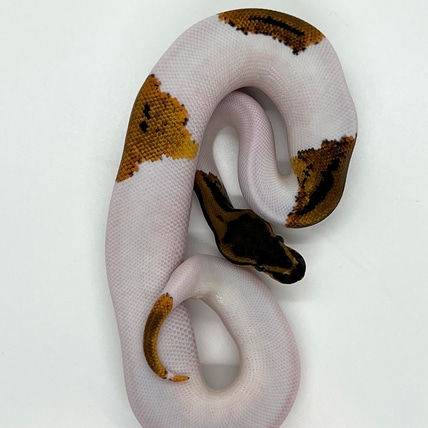 Yellow Belly Het Pied 50% Het Lavender Albino Ball Python by ...