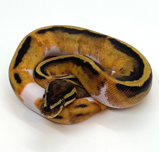 Pied Het Hypo Poss Het Lavender Albino Ball Python by GotBallsLLC