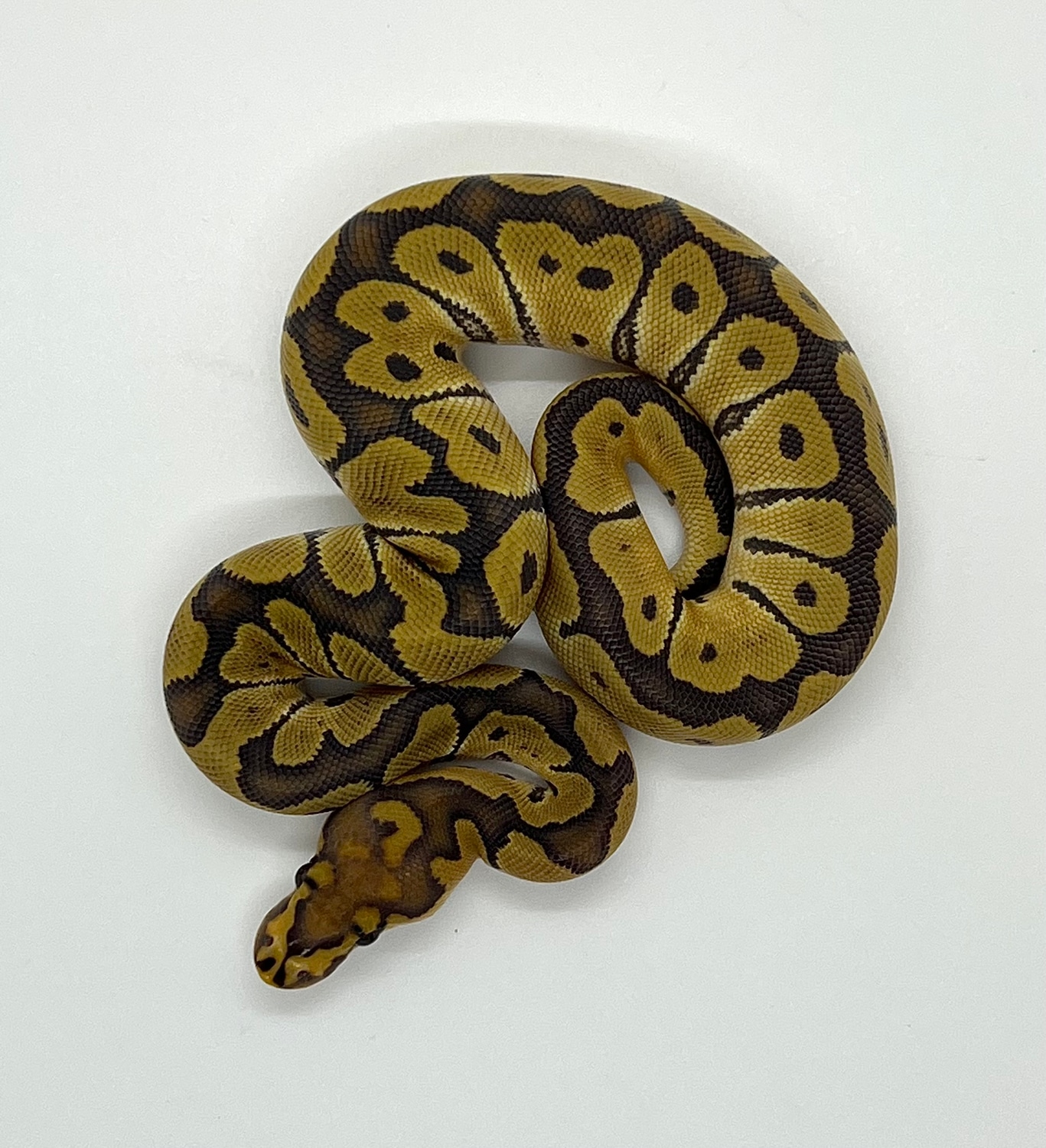 Hypo Clown Ball Python by GotBallsLLC - MorphMarket