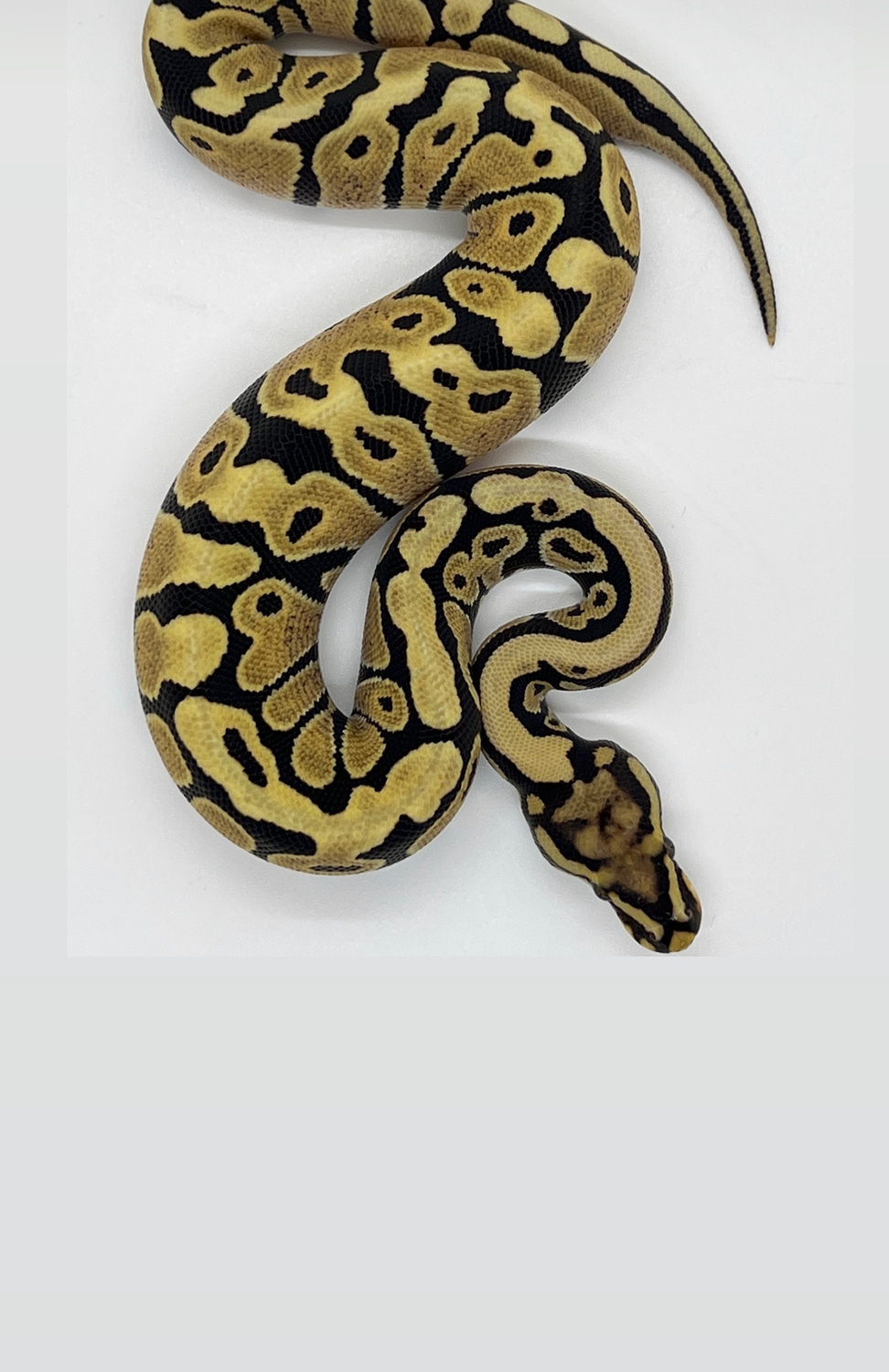 Spotnose Desert Ghost Het Hypo Ball Python by GotBallsLLC - MorphMarket
