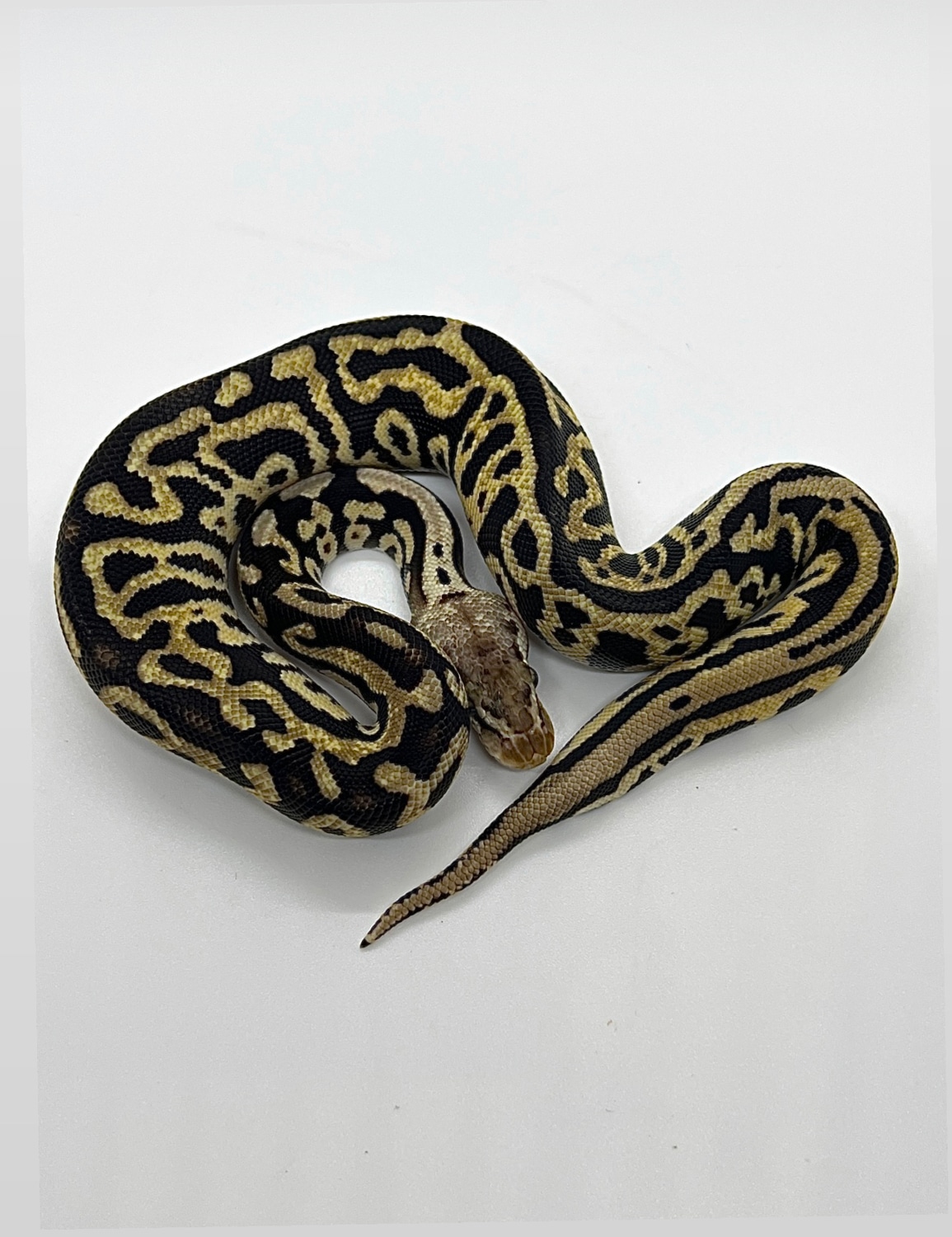 Pastel Leopard Spotnose Het Desert Ghost Het Hypo Ball Python by ...
