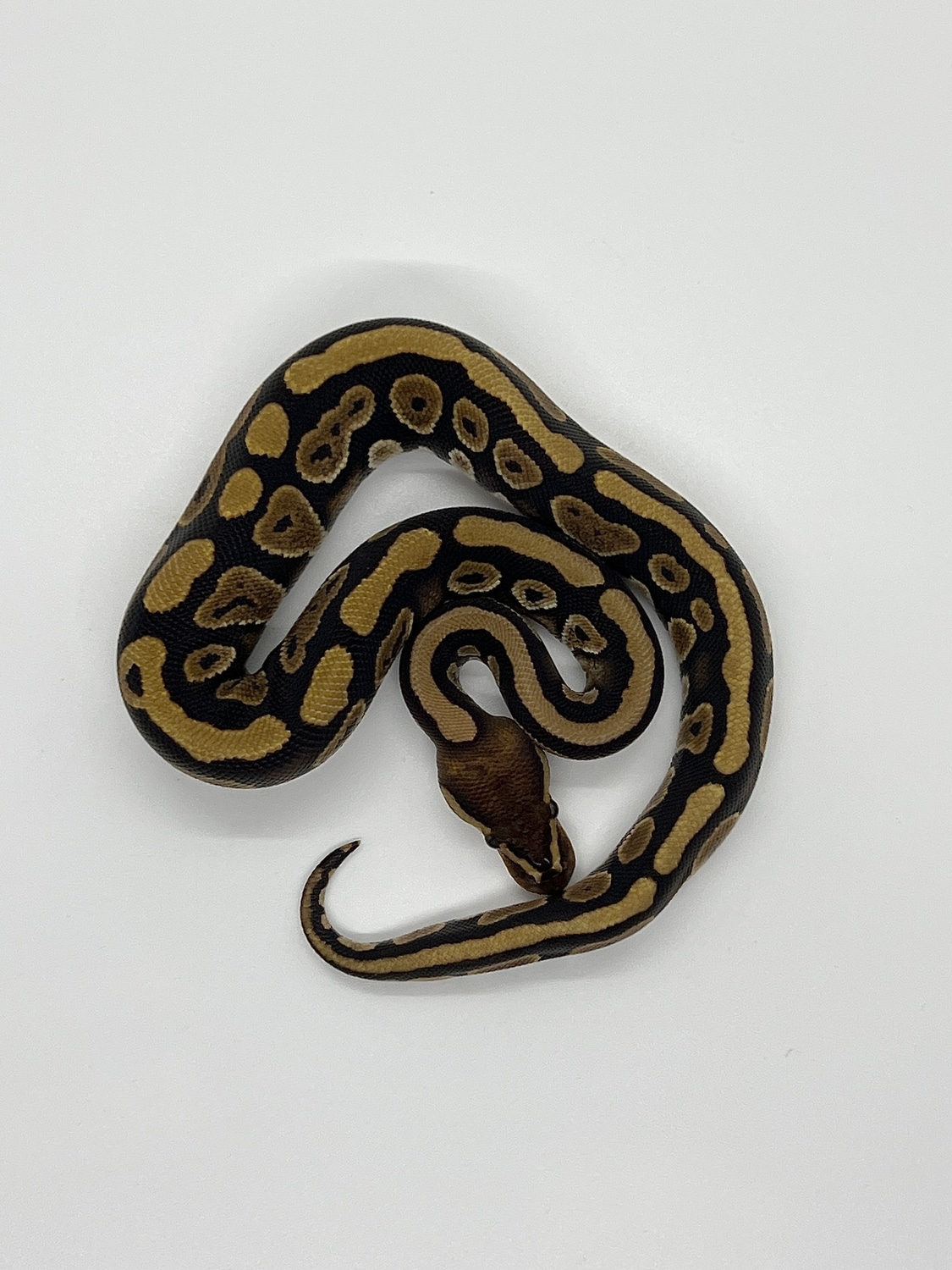 Cinder Het Hypo Ball Python by GotBallsLLC - MorphMarket