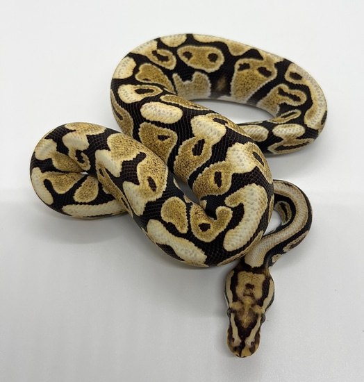 Spotnose Desert Ghost Ball Python by GotBallsLLC