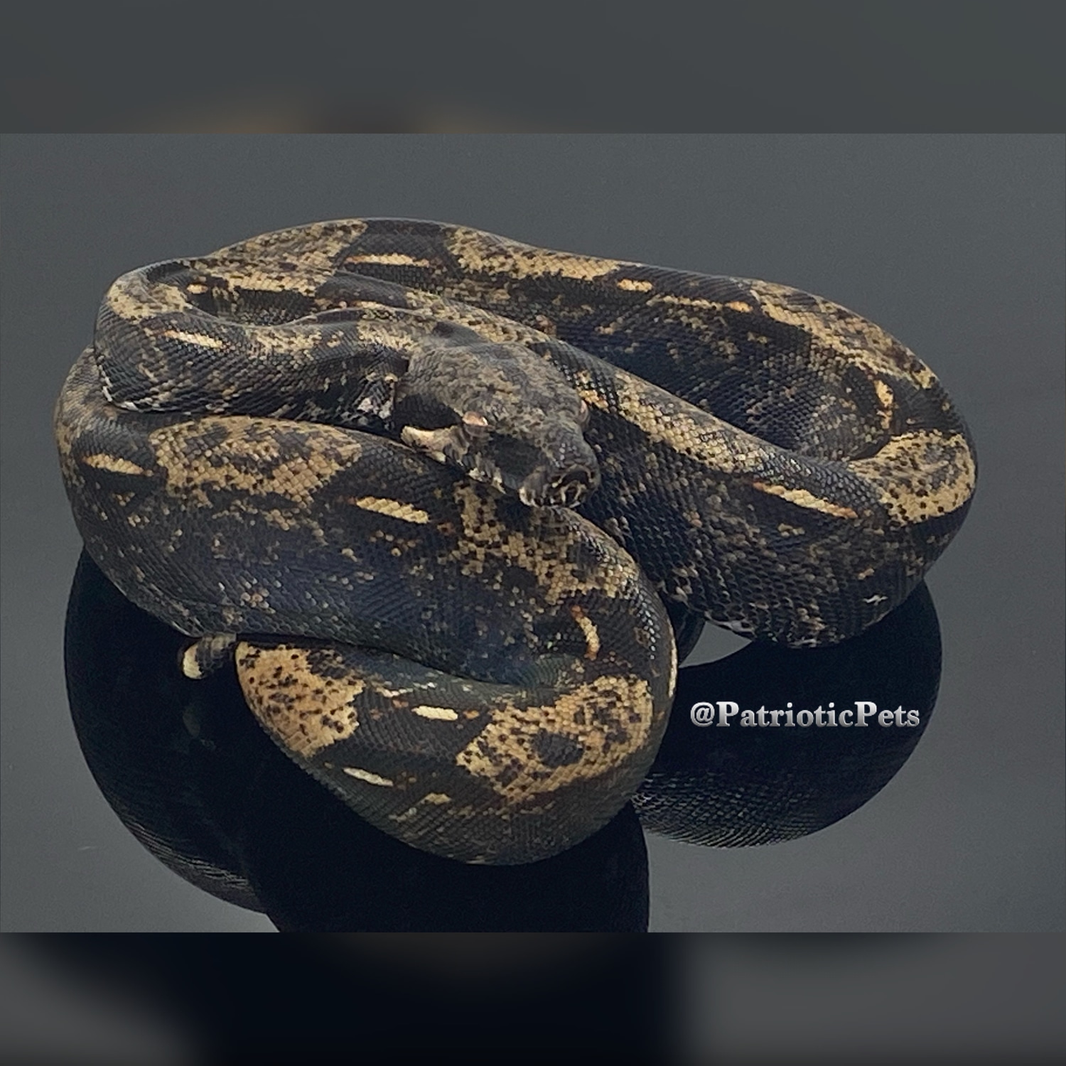 IMG Ph Red Dragon Boa Constrictor by Patriotic Pets - MorphMarket