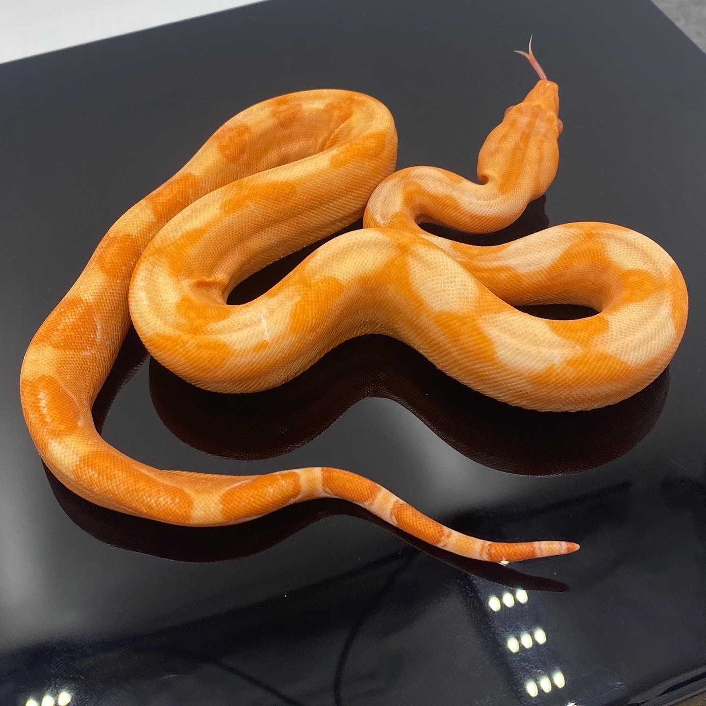 Sun Dragon Boa Constrictor by Patriotic Pets - MorphMarket