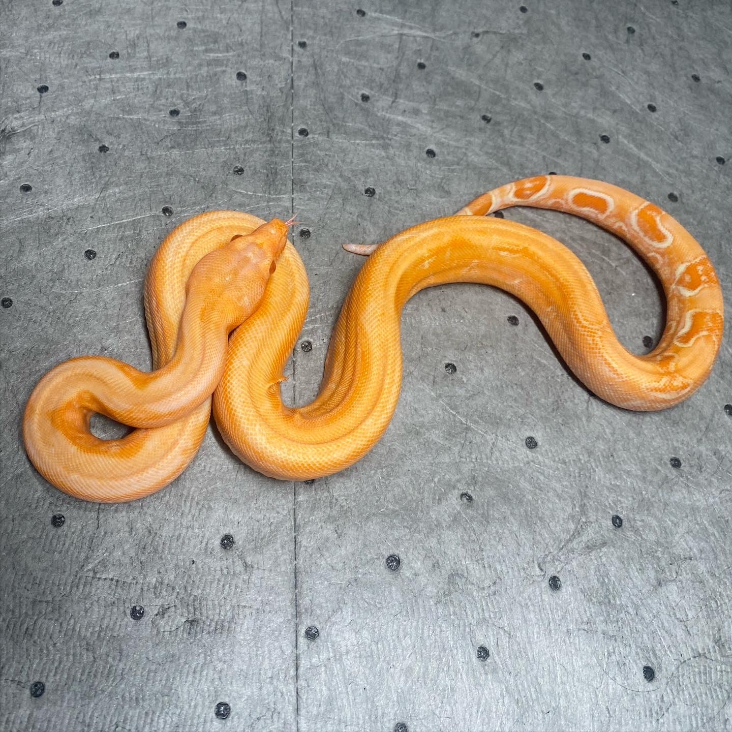 Red Dragon Jungle Boa Constrictor by Patriotic Pets - MorphMarket