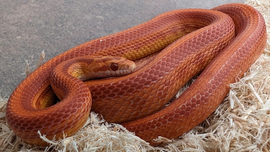 Cherry Amel Tessera Corn Snake by Got Morph?