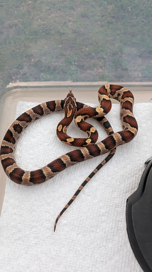 Buckskin Okeetee - Banded? Corn Snake by Got Morph?