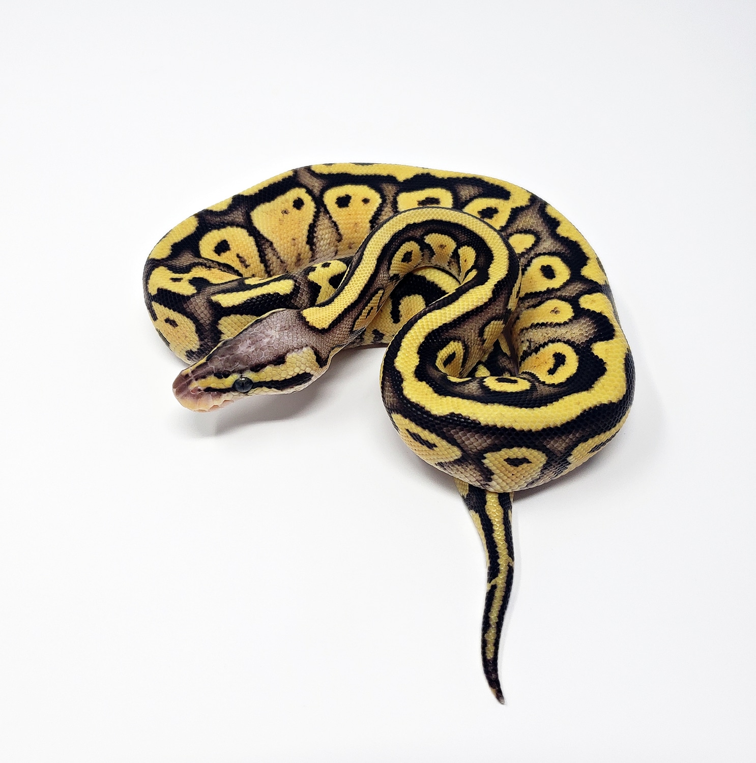 Super Pastel 100% Het Clown Ball Python by Lovett Ball Pythons ...
