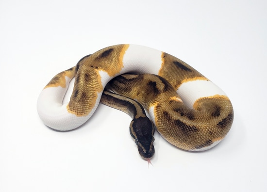 Enchi Mahogany Pied Ball Python by Lovett Ball Pythons