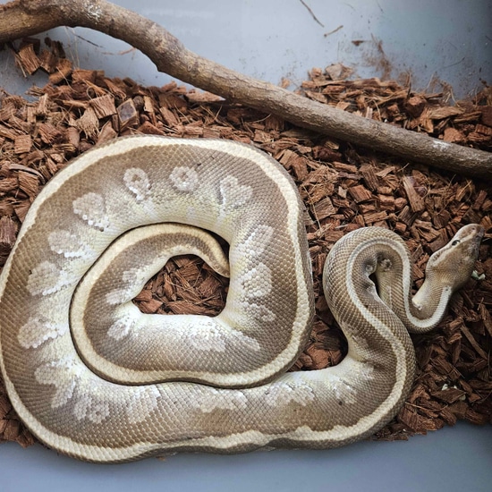 Soul Sucker Proven Breeder Ball Python by Sanctuary Reptiles
