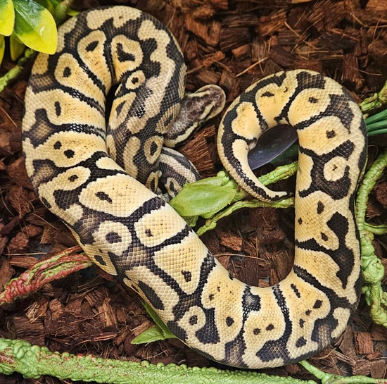 Pastel Leopard Ball Python by Sanctuary Reptiles
