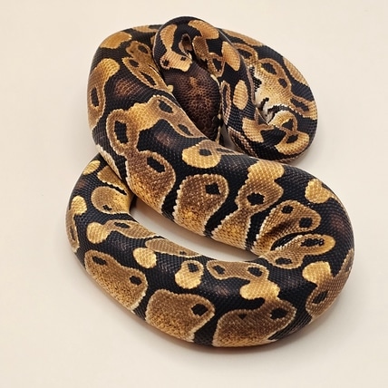 Het Sunset Ball Python by Sanctuary Reptiles