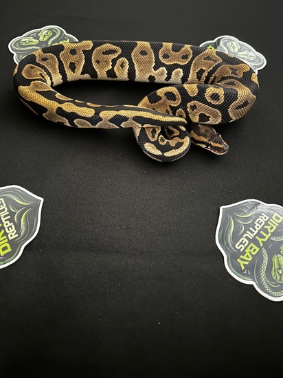 Leopard Het Hypo Het Puzzle Ball Python by Dirty Bay Reptiles