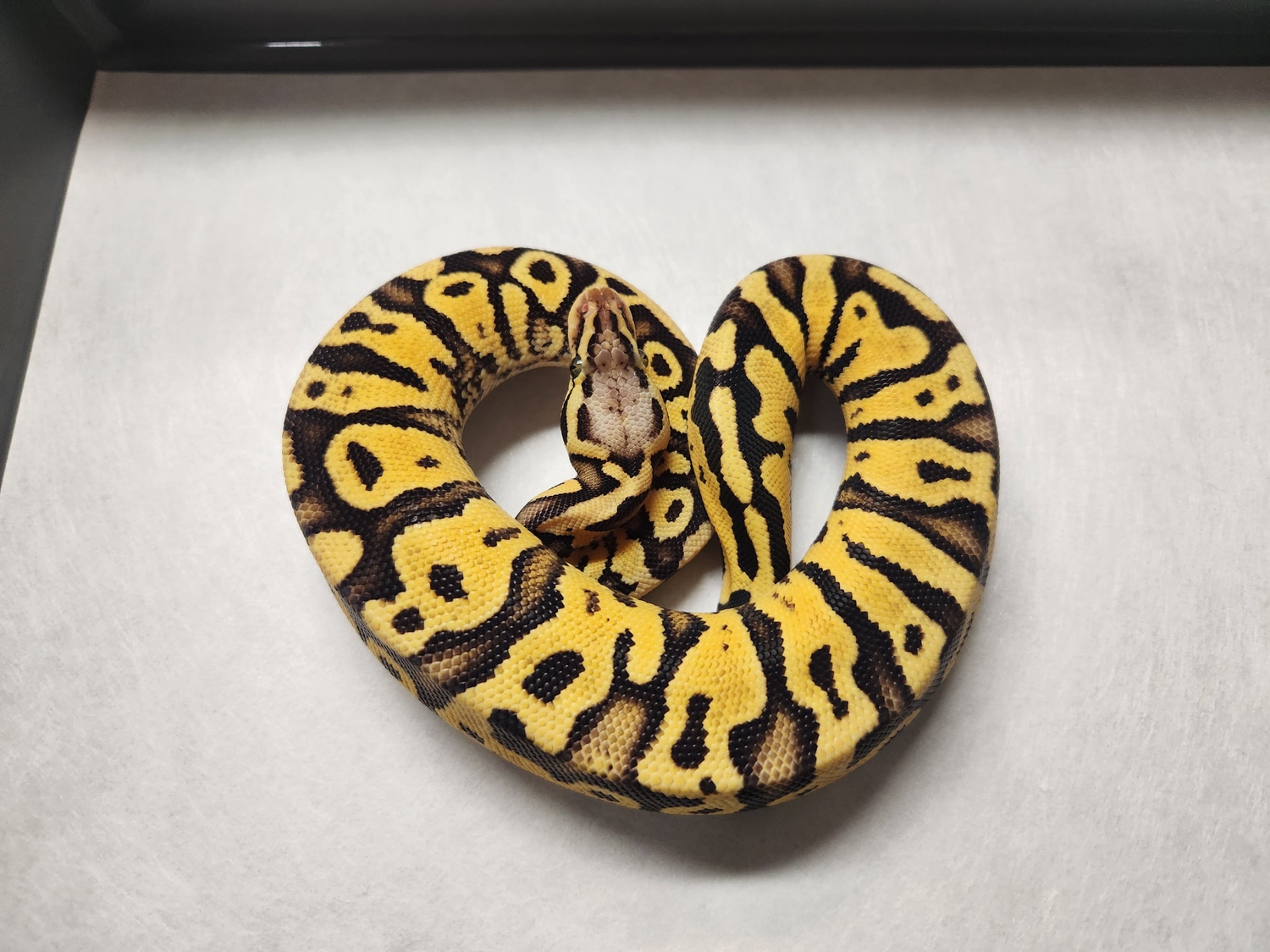 Pastel Disco OD YB Het Clown Female Ball Python by Erie Exotics ...