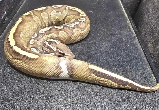 Ghi Fire Cinnamon Yellowbelly Ball Python by BALL WARS