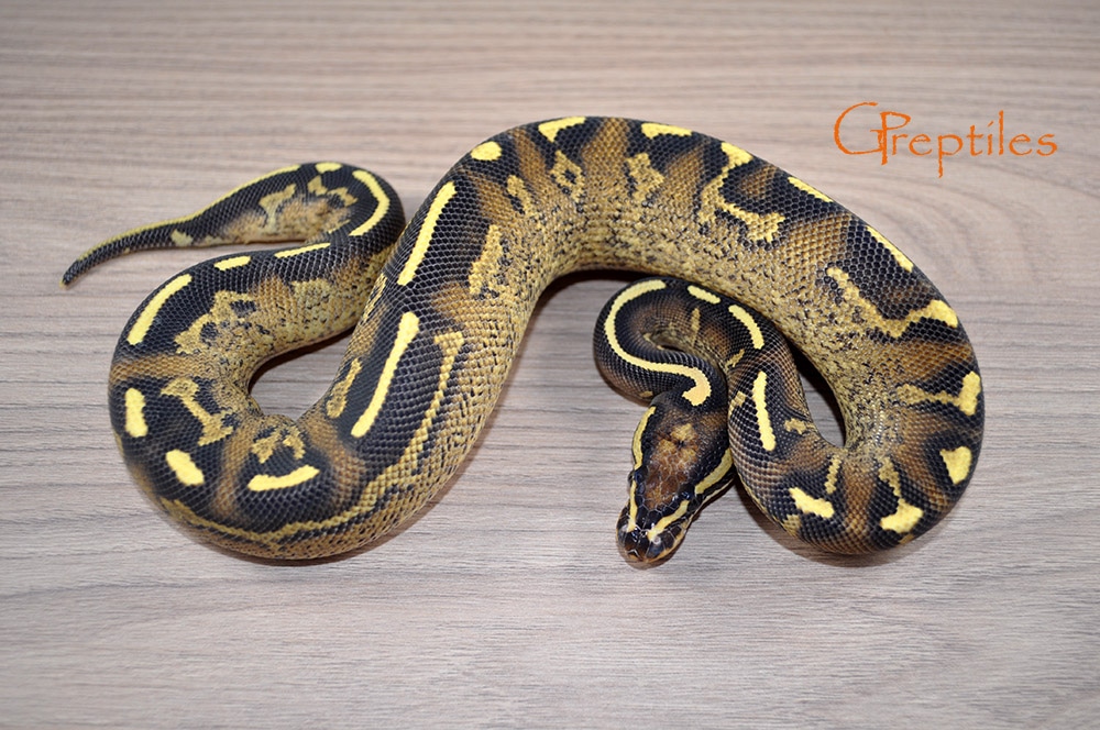 Super Gravel 66% Het. Pied Ball Python by GPreptiles - MorphMarket