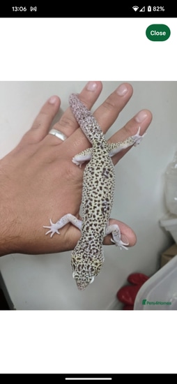 W/Y Mack Snow Eclipse Het Tremper Het Tremper Het Murphy Patternless ...