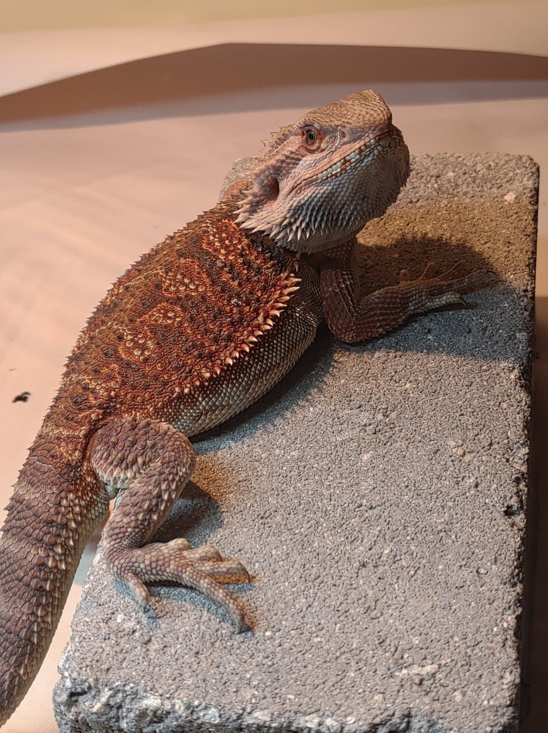 Red And Blue Barr Het Hypo Het Translucent Central Bearded Dragon by ...