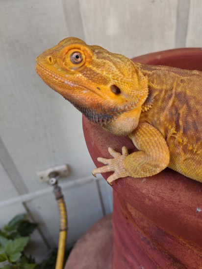 Red Citrus Leatherback Adult Male Central Bearded Dragon by Patty Cake ...