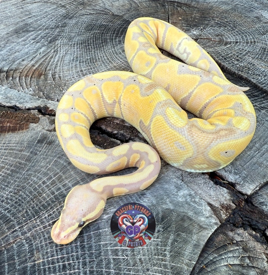 Banana, OD, 66% Het Pied Ball Python by Graceful Pythons & Prints