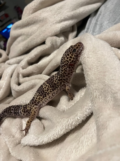 Gecks (Rescue Leopard Gecko) by Grace’s Alabama Rescue