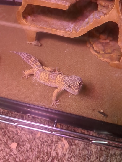 Young Leopard Gecko (Approx. 8 Months Old) by Grace’s Alabama Rescue