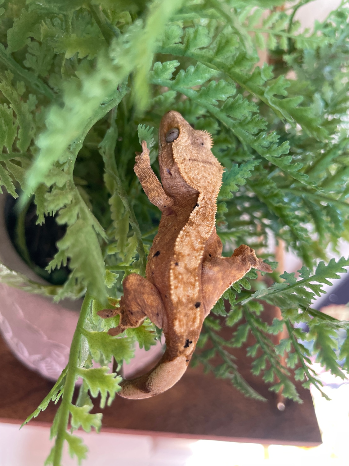 Juvenile Red Line/ Confetti Dal (NPV) Crested Gecko by Graces Geckos ...