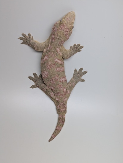 Big Pink Barred Leachianus Gecko by Gracious Geckos
