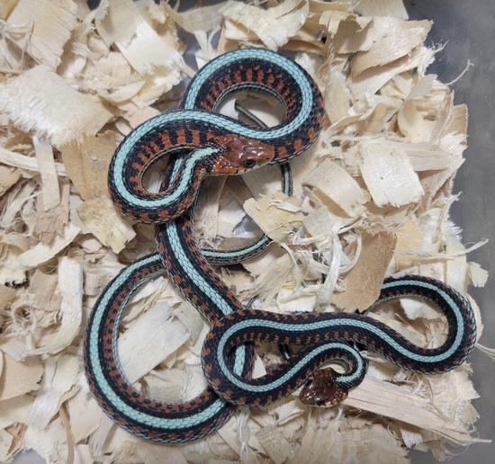 Pair Of Neon Blue California Red-sided Garters Garter Snake by Grade A ...