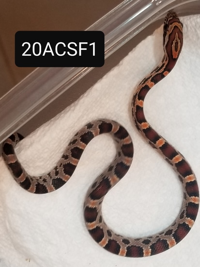 2020 Female Abbott Okeetee Corn Snake by Calhoun Reptiles, LLC