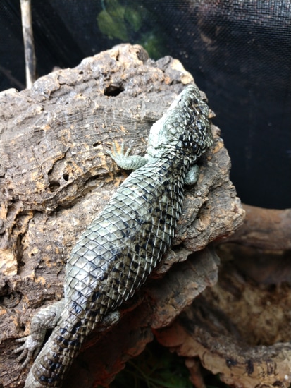 Abronia Mixteca More Lizard by Calhoun Reptiles, LLC