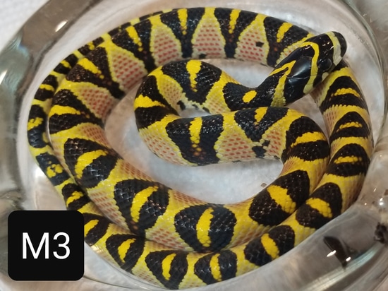 CBB Axanthic Mandarin Mandarin Rat Snake by Calhoun Reptiles, LLC