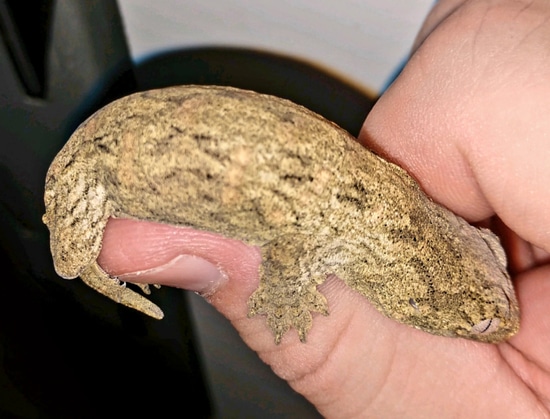 Pure Nuu Ana Leachianus Gecko by Calhoun Reptiles, LLC