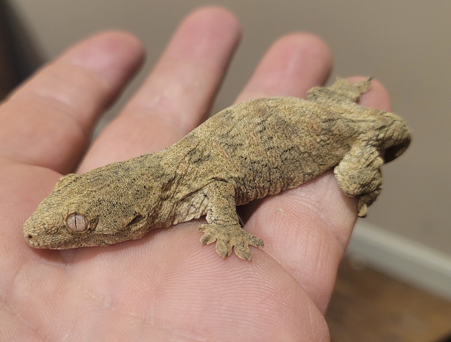 Pure Nuu Ana Leachianus Gecko by Calhoun Reptiles, LLC - MorphMarket