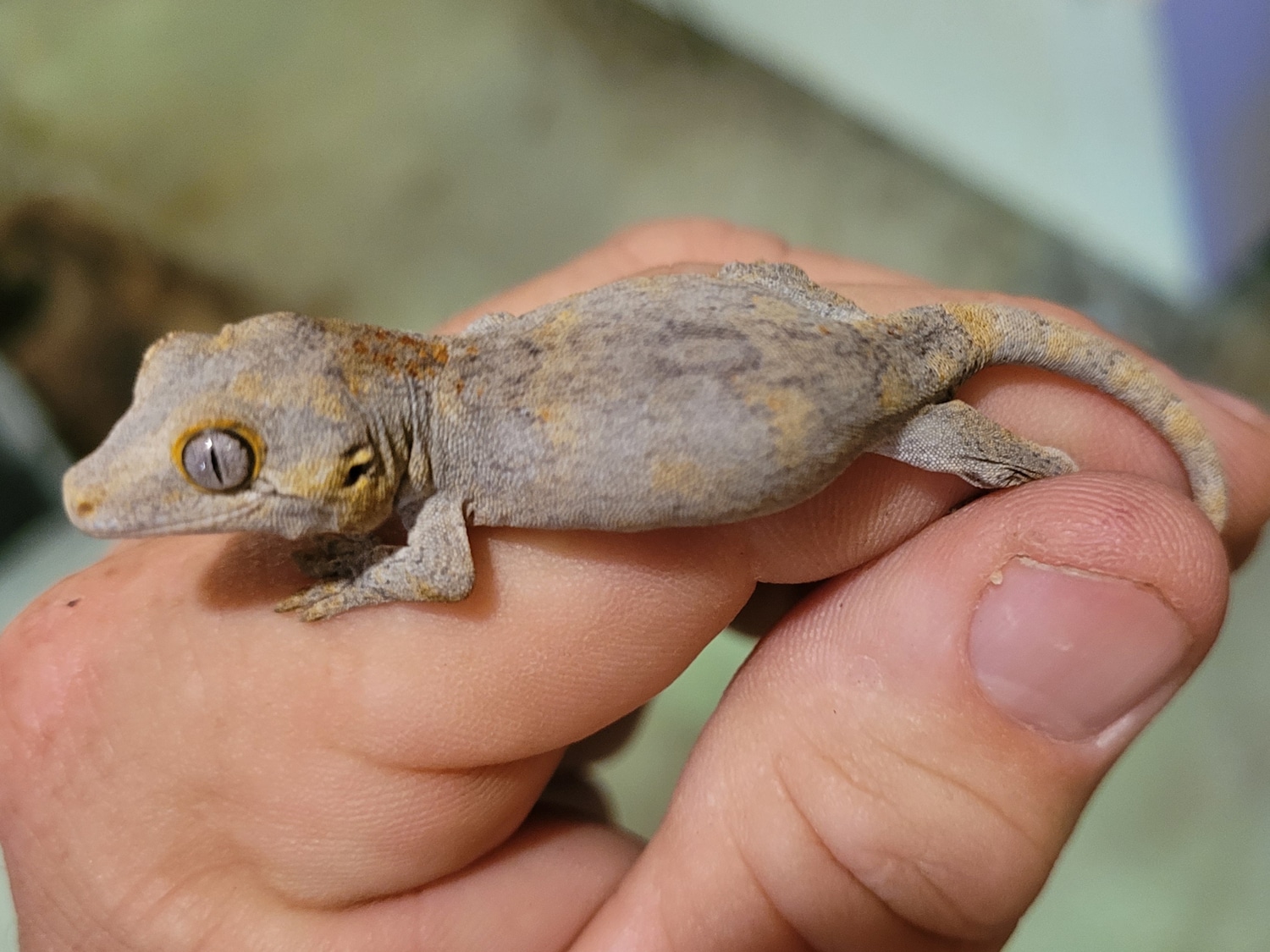 Reticulated Gargoyle Gecko by Calhoun Reptiles, LLC - MorphMarket