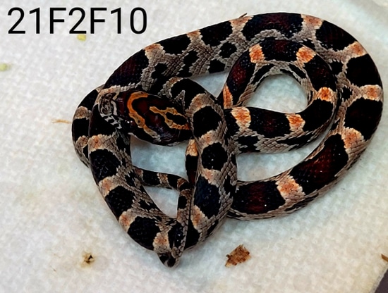 Abbott Okeetee Corn Snake by Calhoun Reptiles, LLC