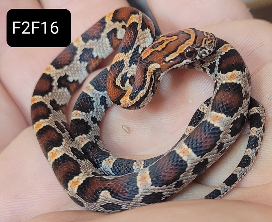 Abbott Line Okeetee Corn Snake by Calhoun Reptiles, LLC - MorphMarket