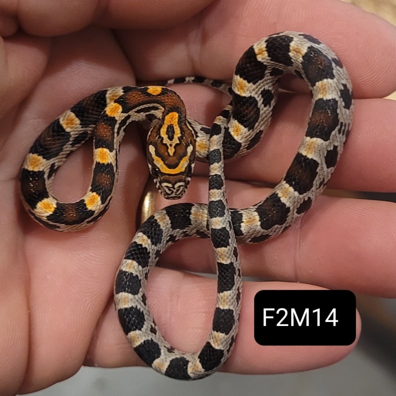 Abbott Line Okeetee Corn Snake by Calhoun Reptiles, LLC - MorphMarket