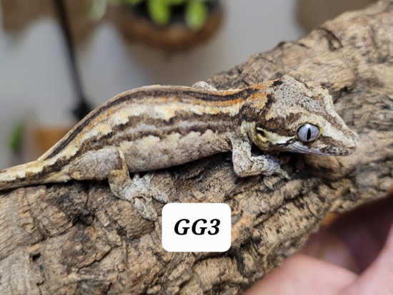 Striped Gargoyle Gargoyle Gecko by Calhoun Reptiles, LLC