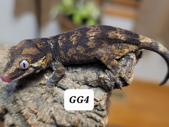 Dark Reticulated Gargoyle Gecko by Calhoun Reptiles, LLC