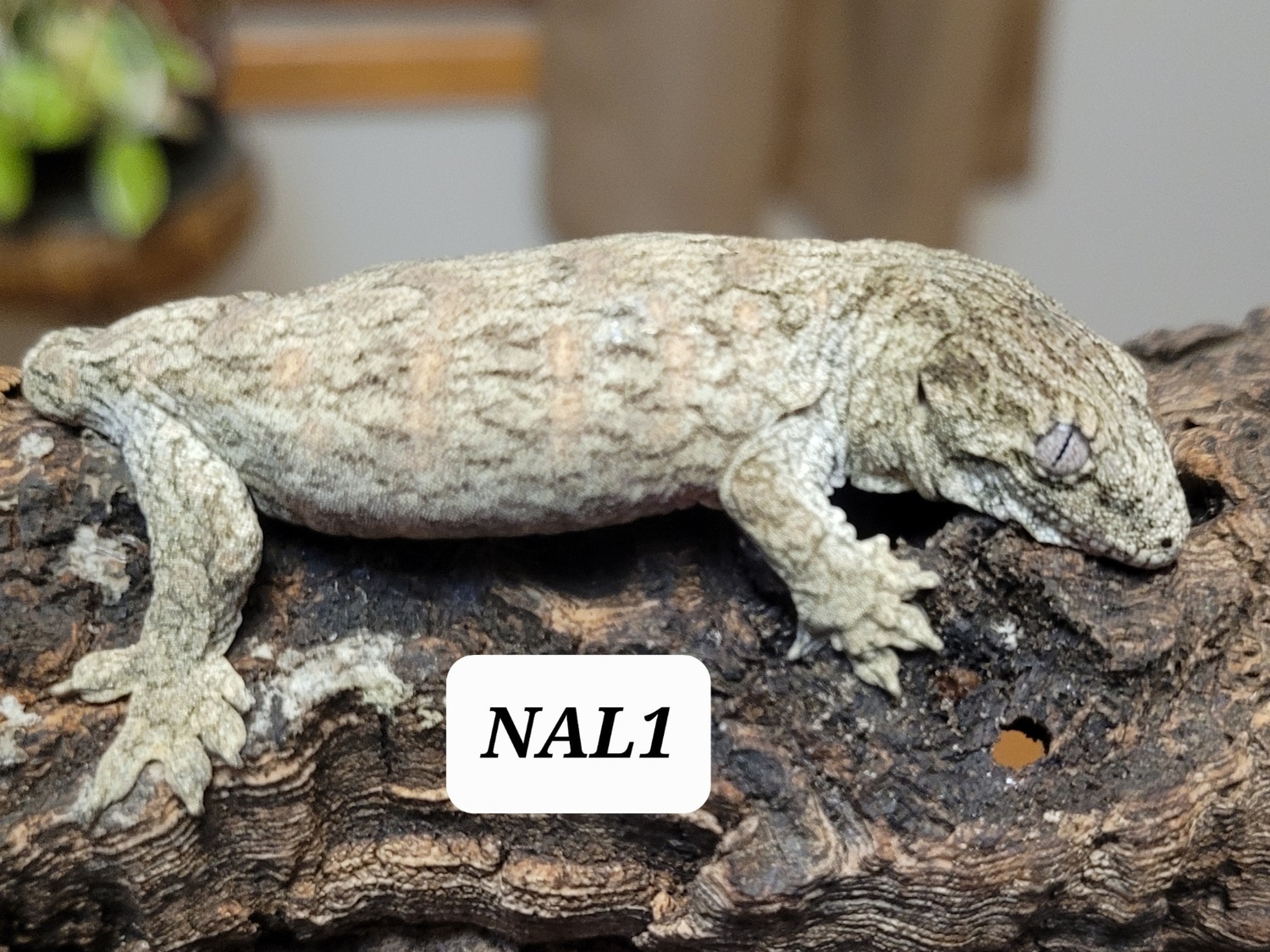 Pure Nuu Ana Gecko Leachianus Gecko by Calhoun Reptiles, LLC - MorphMarket