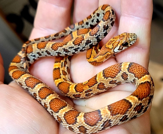 Sunkissed Abbott Okeetee Corn Snake by Calhoun Reptiles, LLC