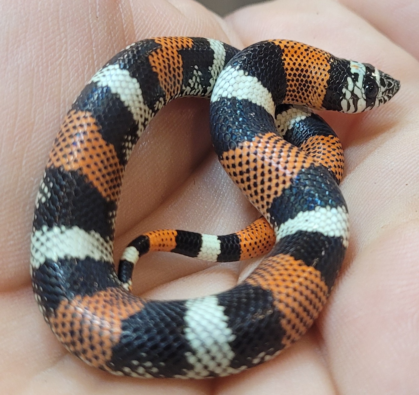 Tri-color Hognose by Calhoun Reptiles, LLC - MorphMarket